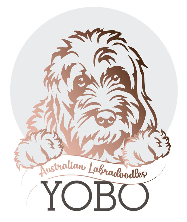 HOME landing - YOBO Australien Labradoodles